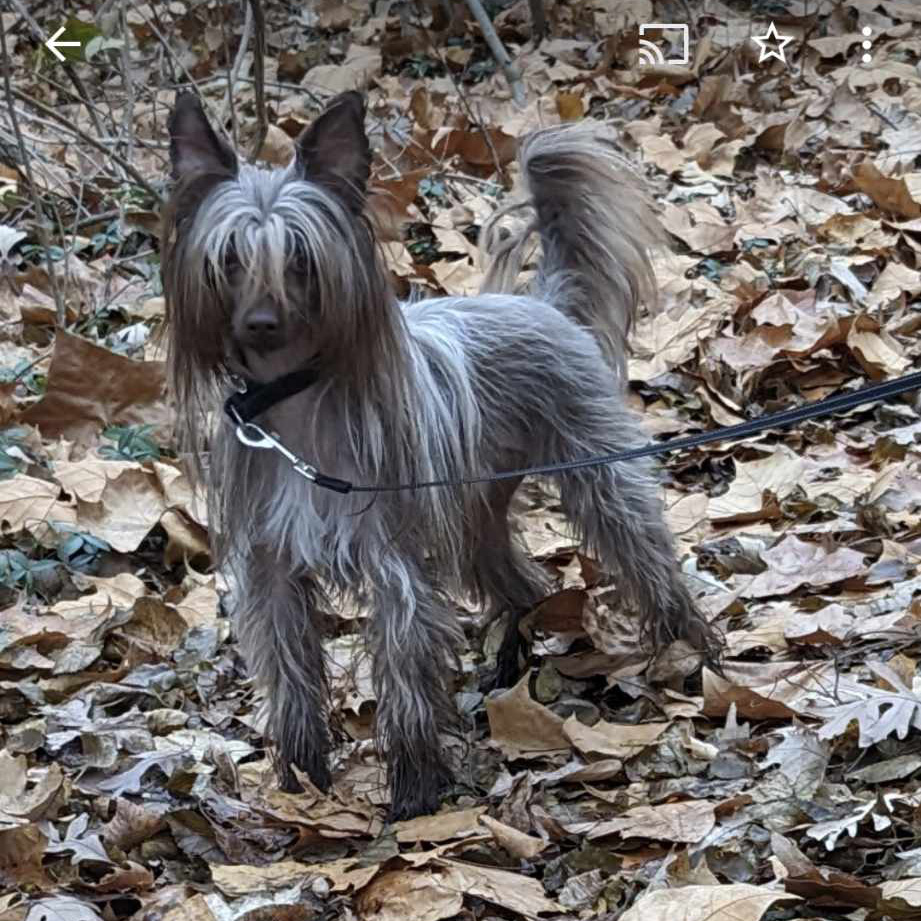 DAO DOG