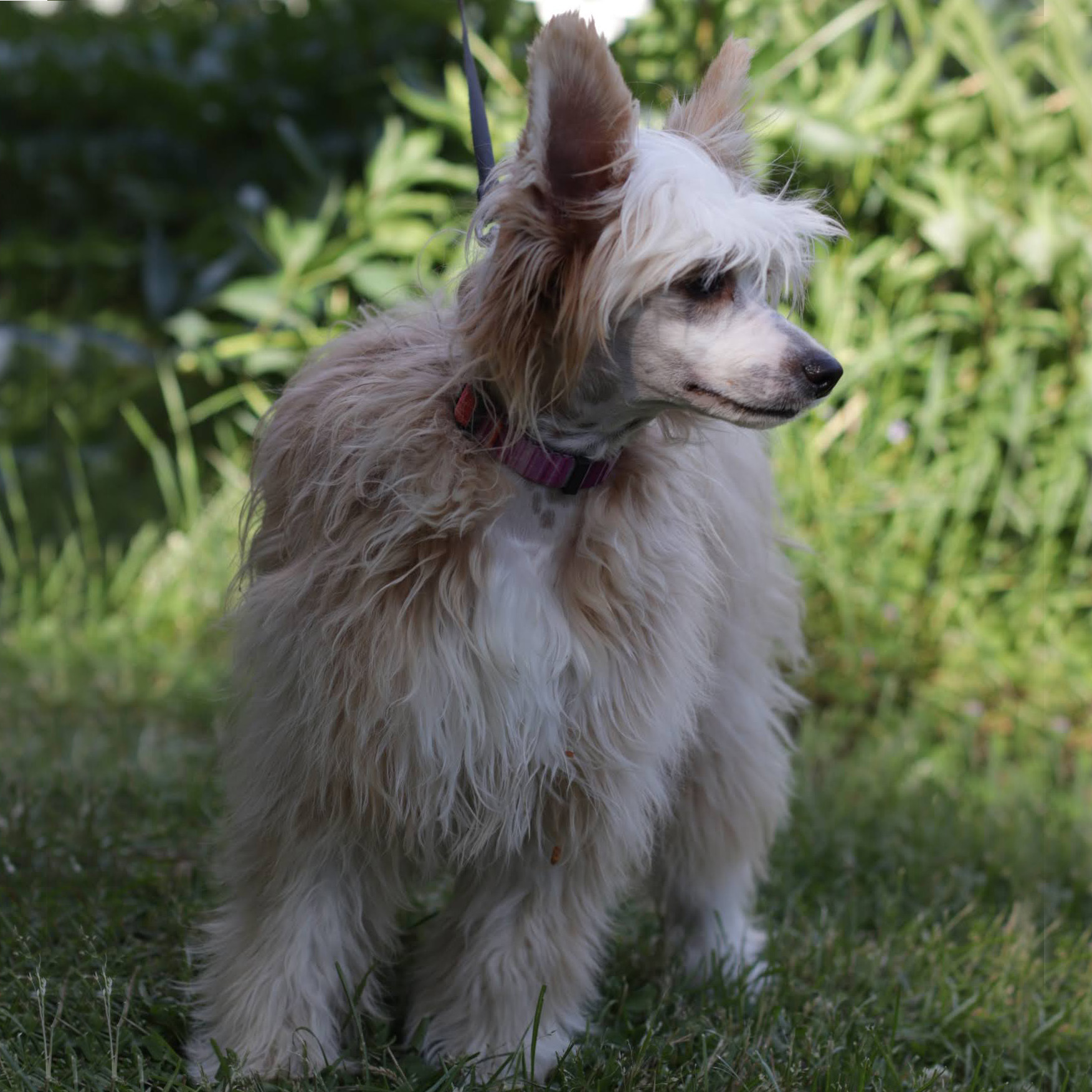 DAO DOG
