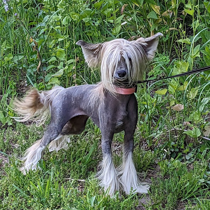 DAO DOG